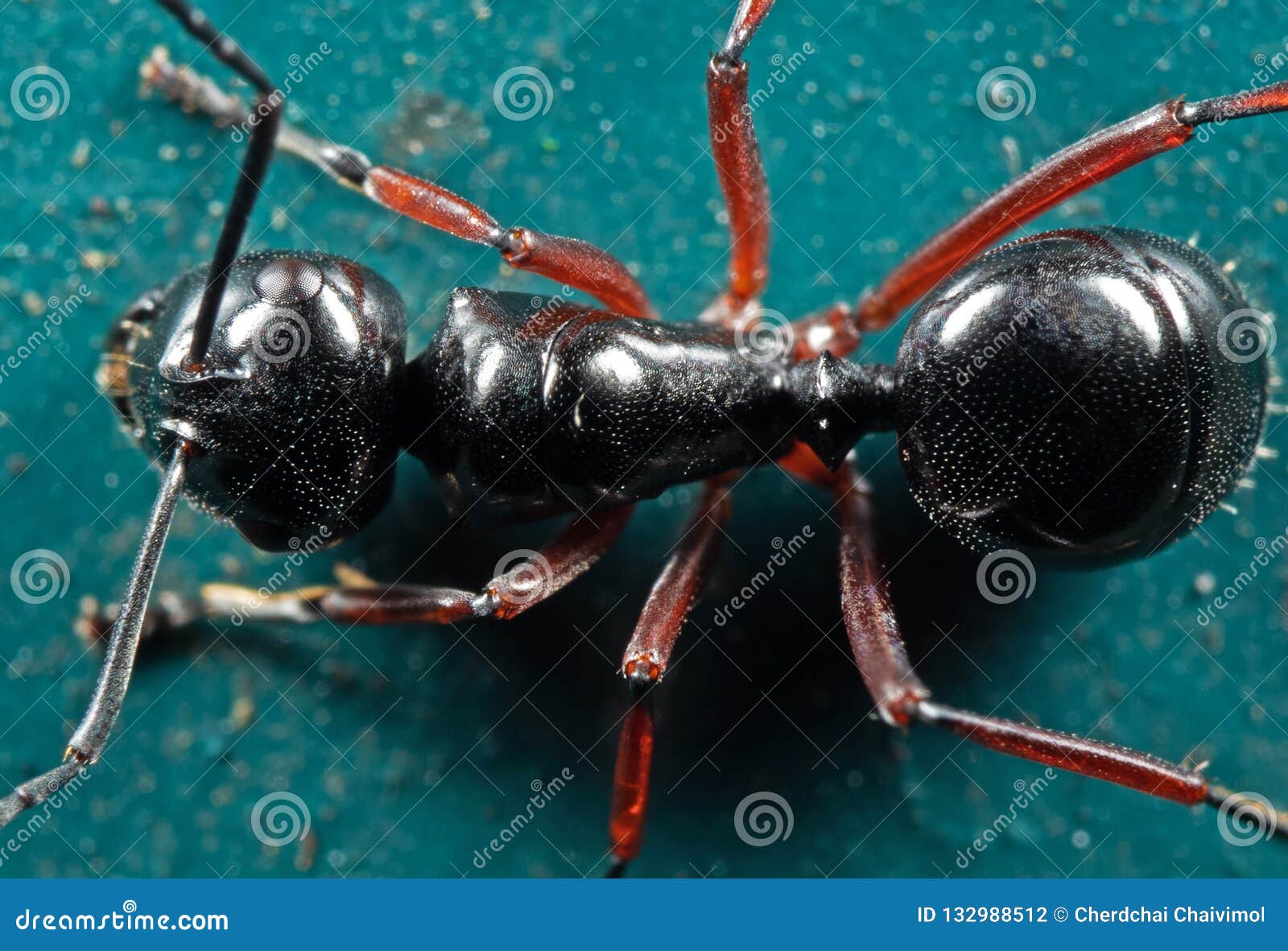 Macro Photo De Fourmi Noire Sur Le Plancher Photo stock - Image du ...