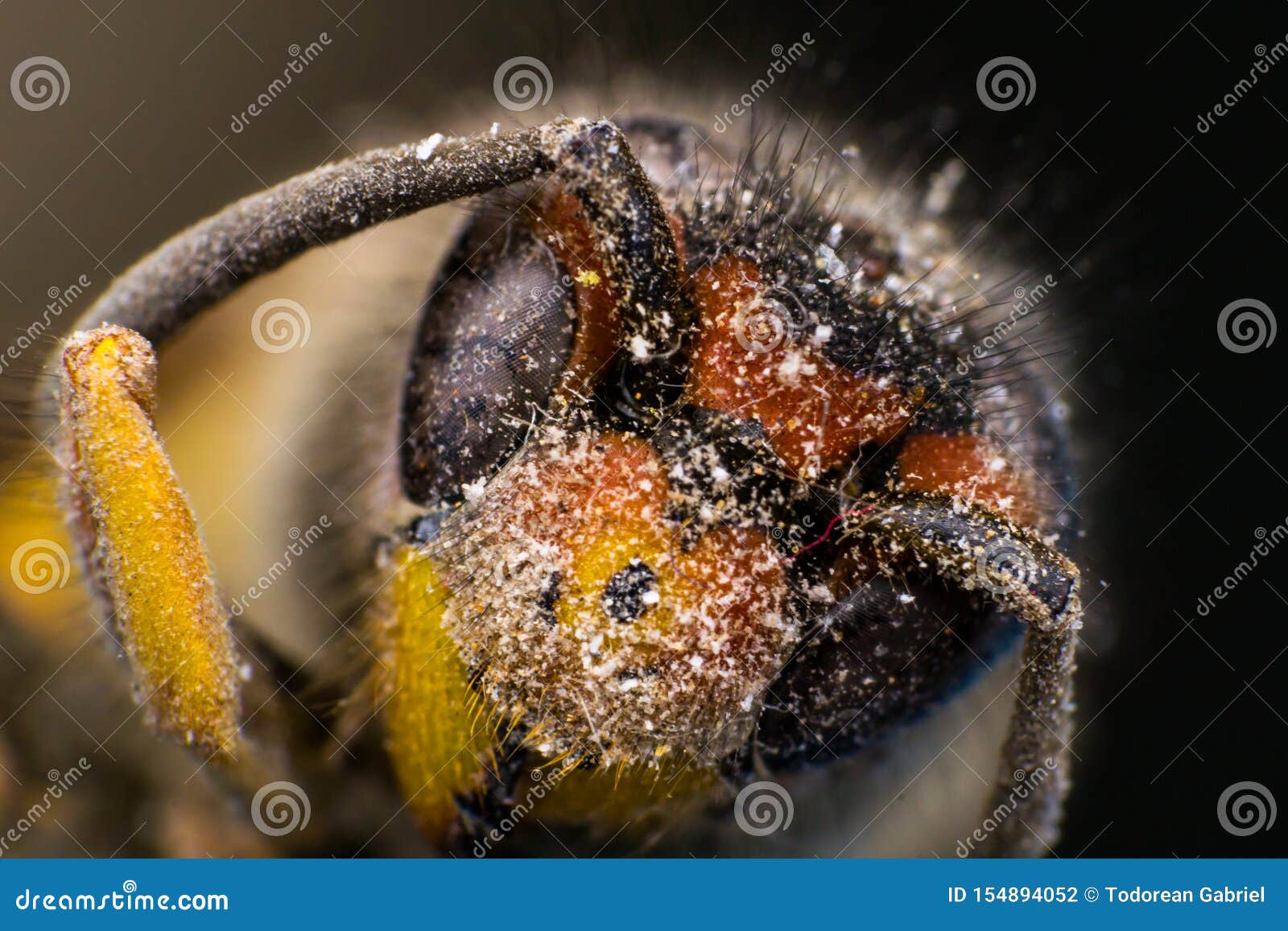 Macro photo of a dead wasp stock photo. Image of head - 154894052