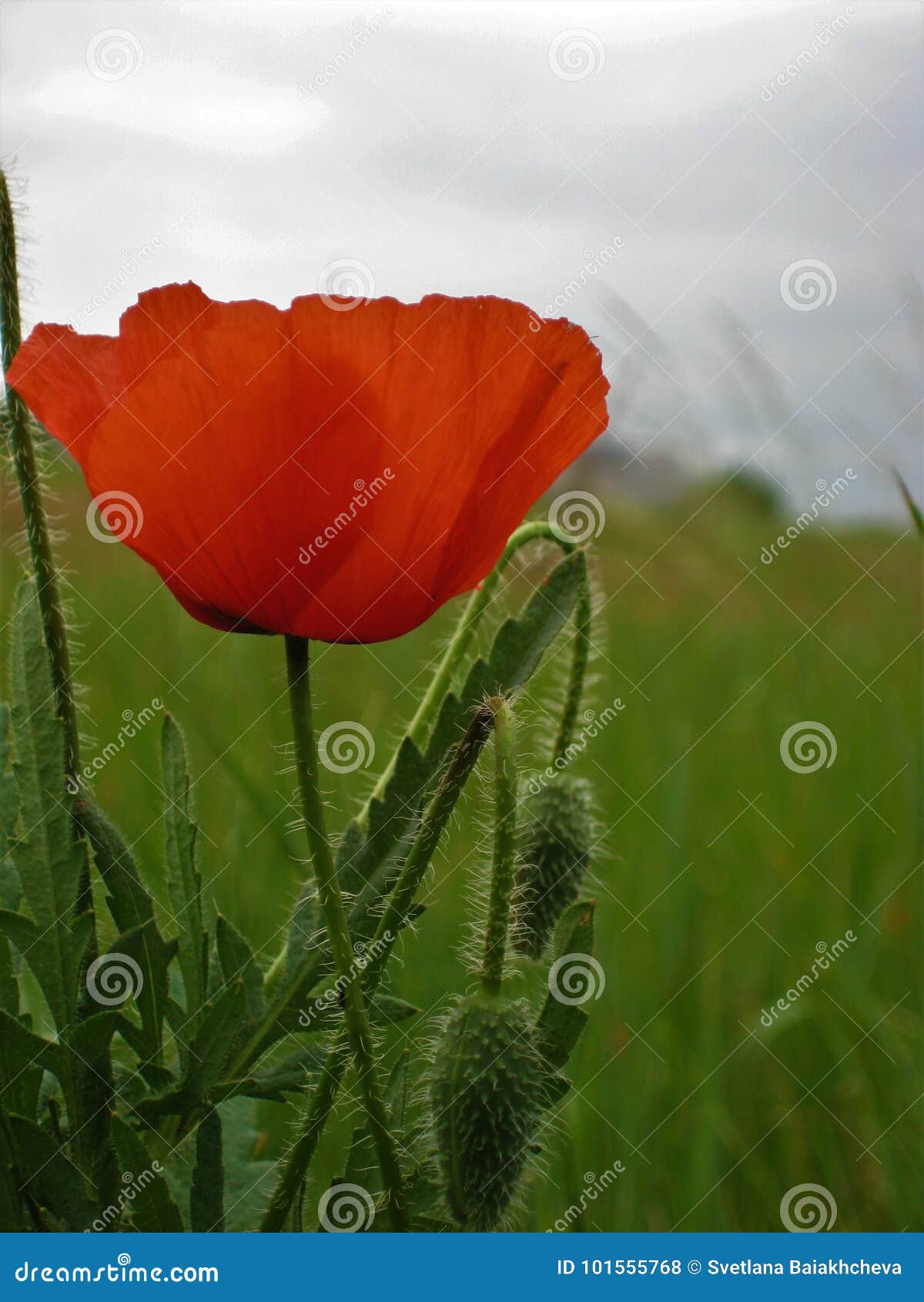 Macro Photo with a Decorative Background Texture of Red Poppy in the ...