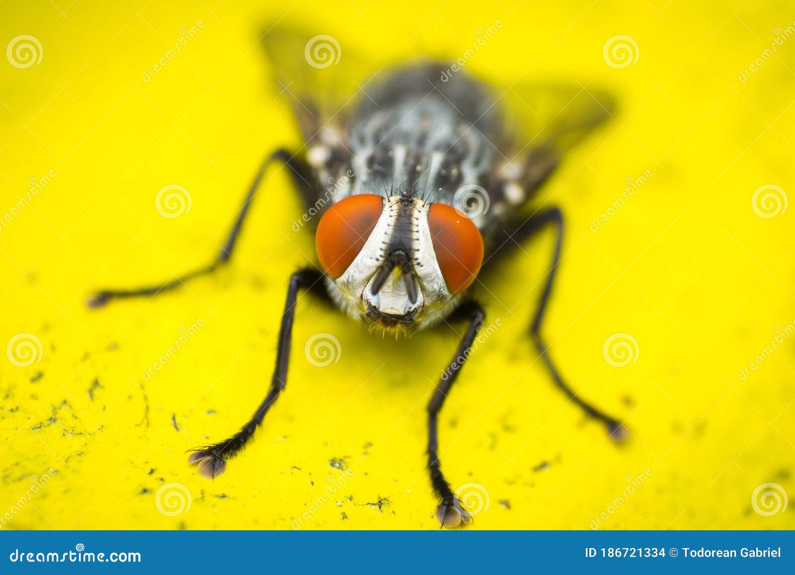 Macro Photo of a Domestic Fly Stock Photo - Image of isolated, domestic ...