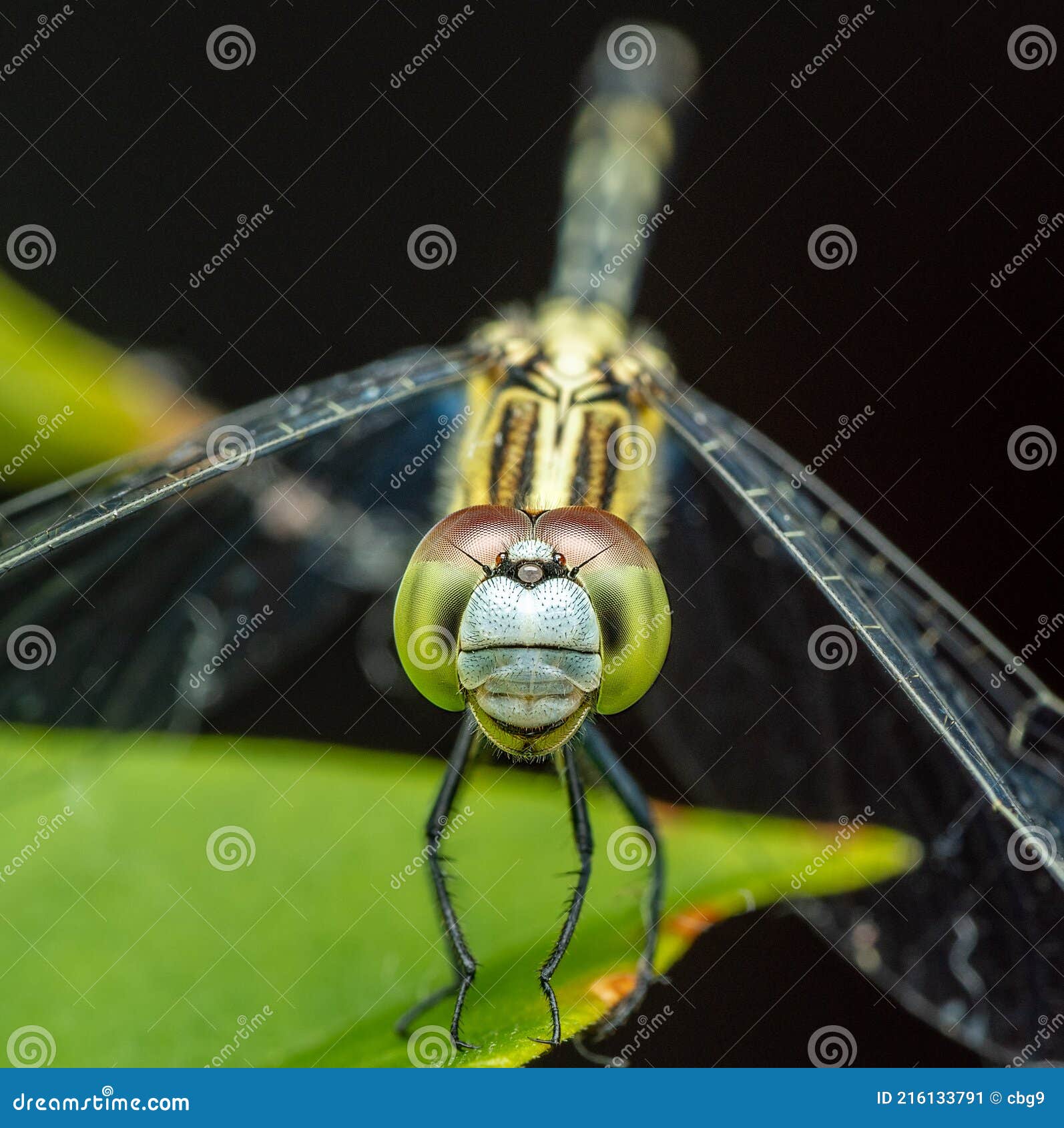 Macro Photo of Dragonfly Facing Front, Standing on Leaf Stock Image ...