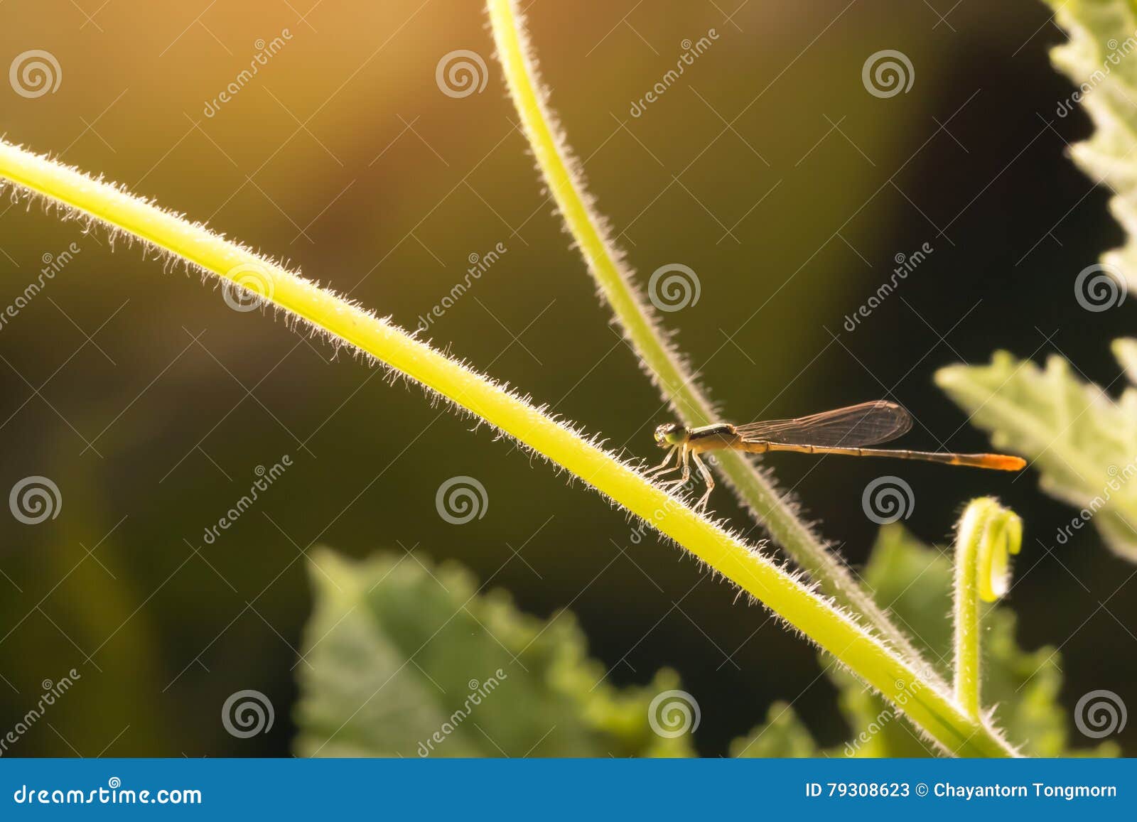 Macro Photo of Dragonfly on Leaf, Dragonfly is Insect in Arthropoda ...