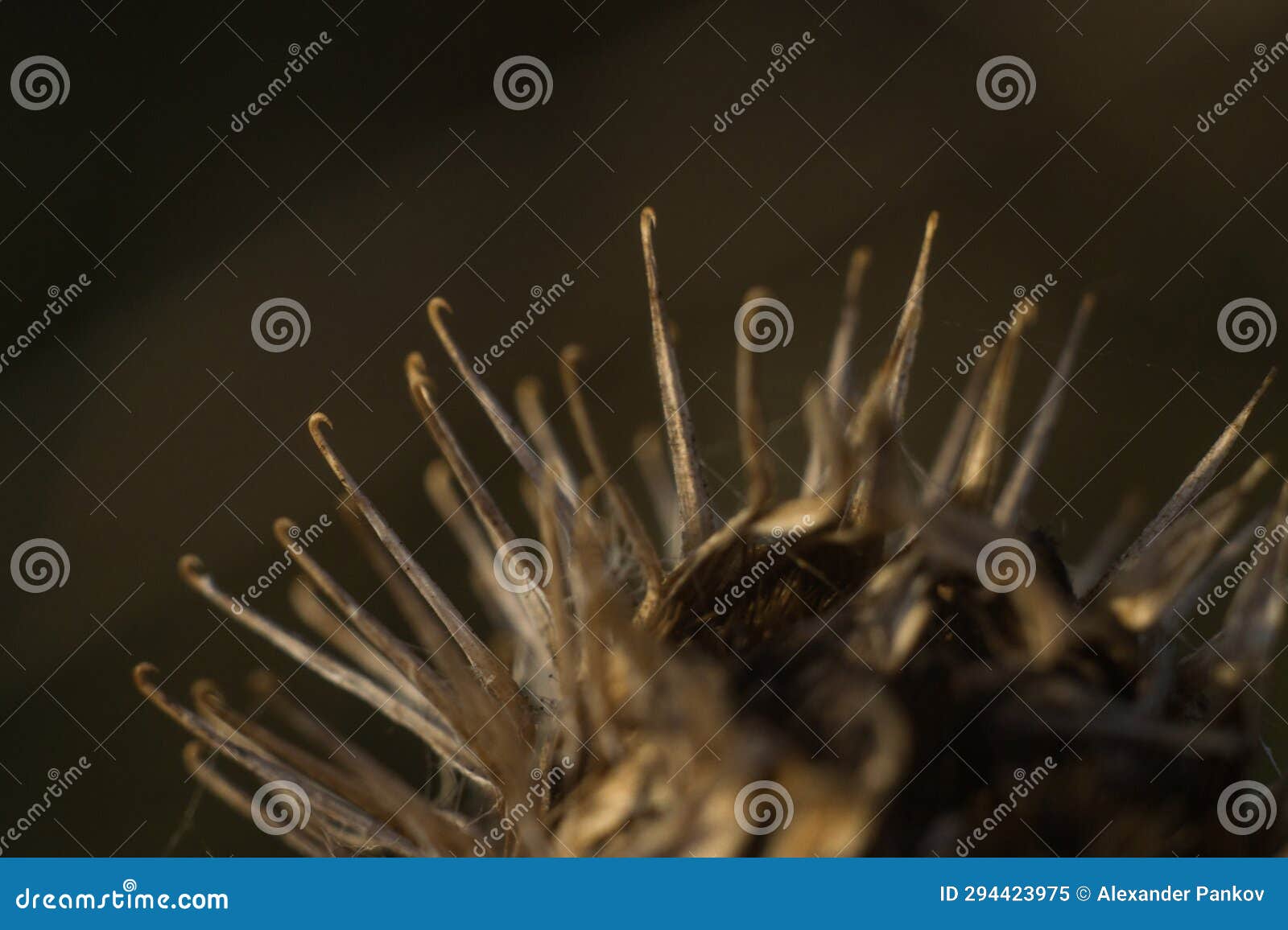 Macro Photo of Dry Bur(fruit) of Burdock with Thorns Stock Image ...