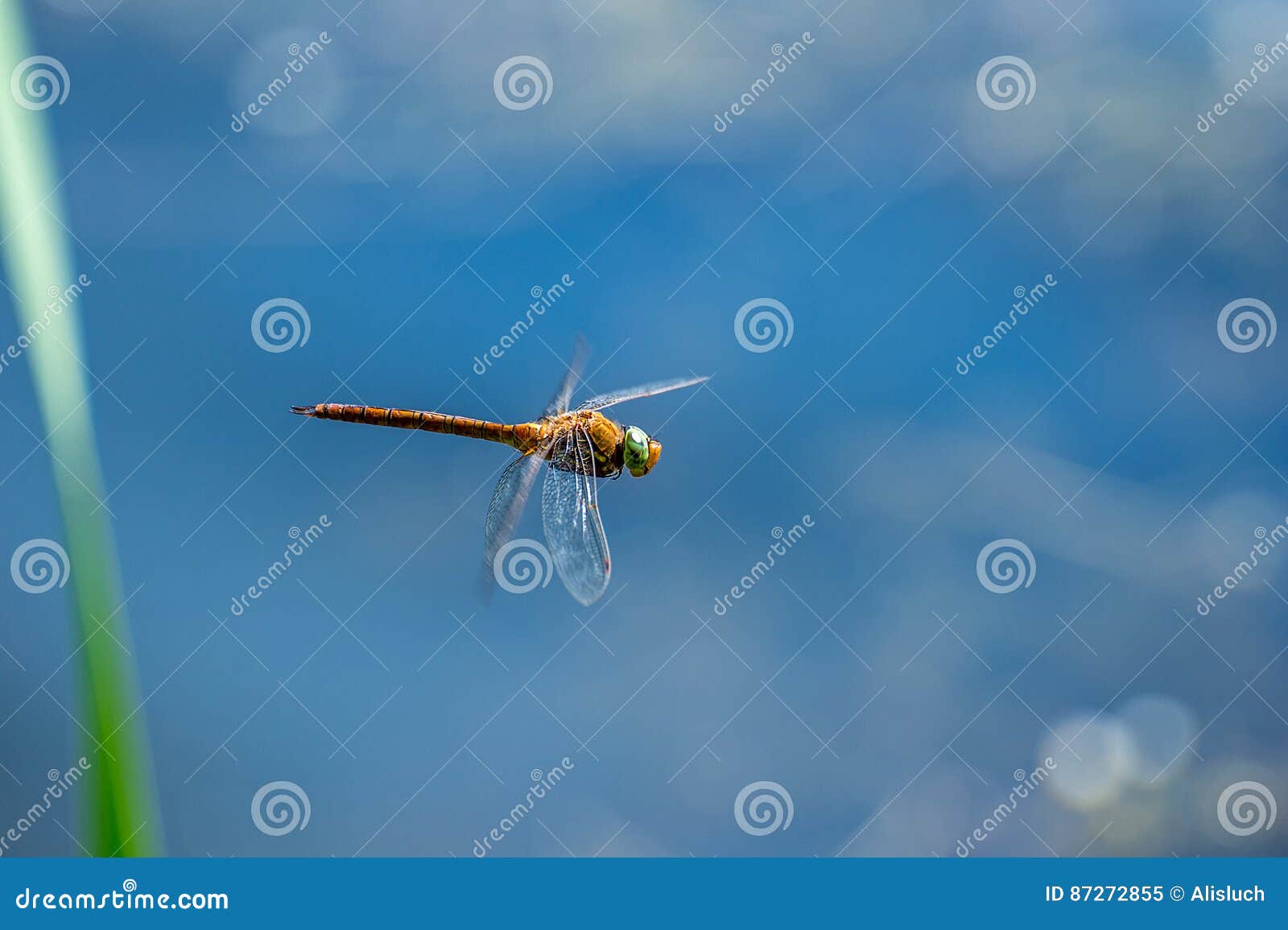 Macro Photo Du Vol De Libellule Sur L'eau Image stock - Image du darter ...