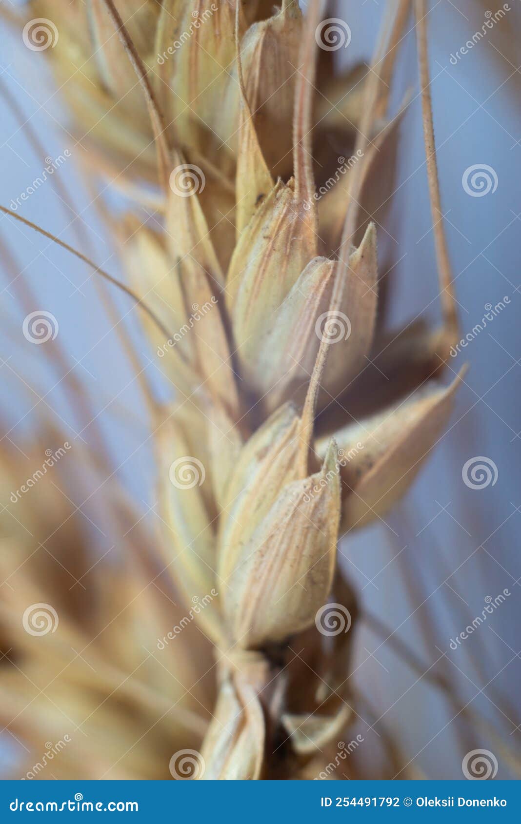 Macro Photo of an Ear of Wheat Stock Photo - Image of organic, agronomy ...