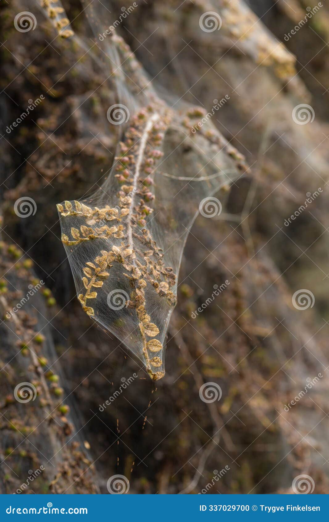 Macro Photo of Ermine Moth Larval Web in a Bush.. Stock Photo - Image ...