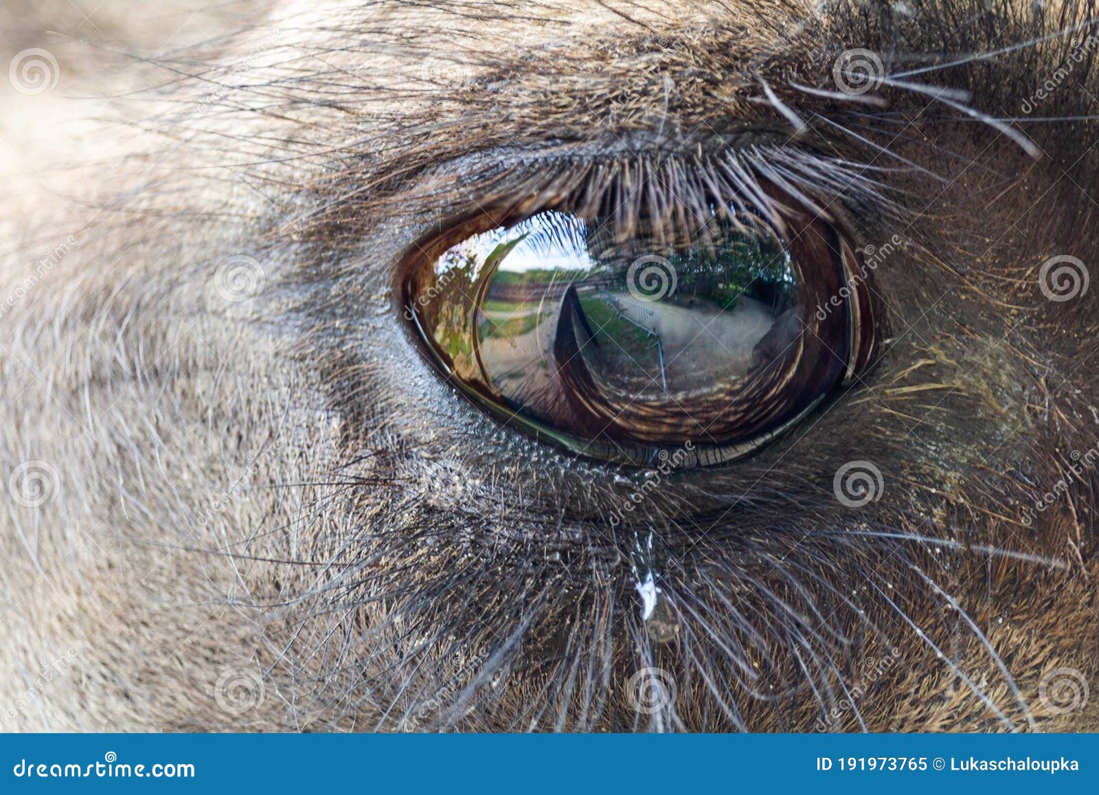 Macro Photo of Eye Wild Bactarian Camel from Side, Camelus Ferus Stock ...