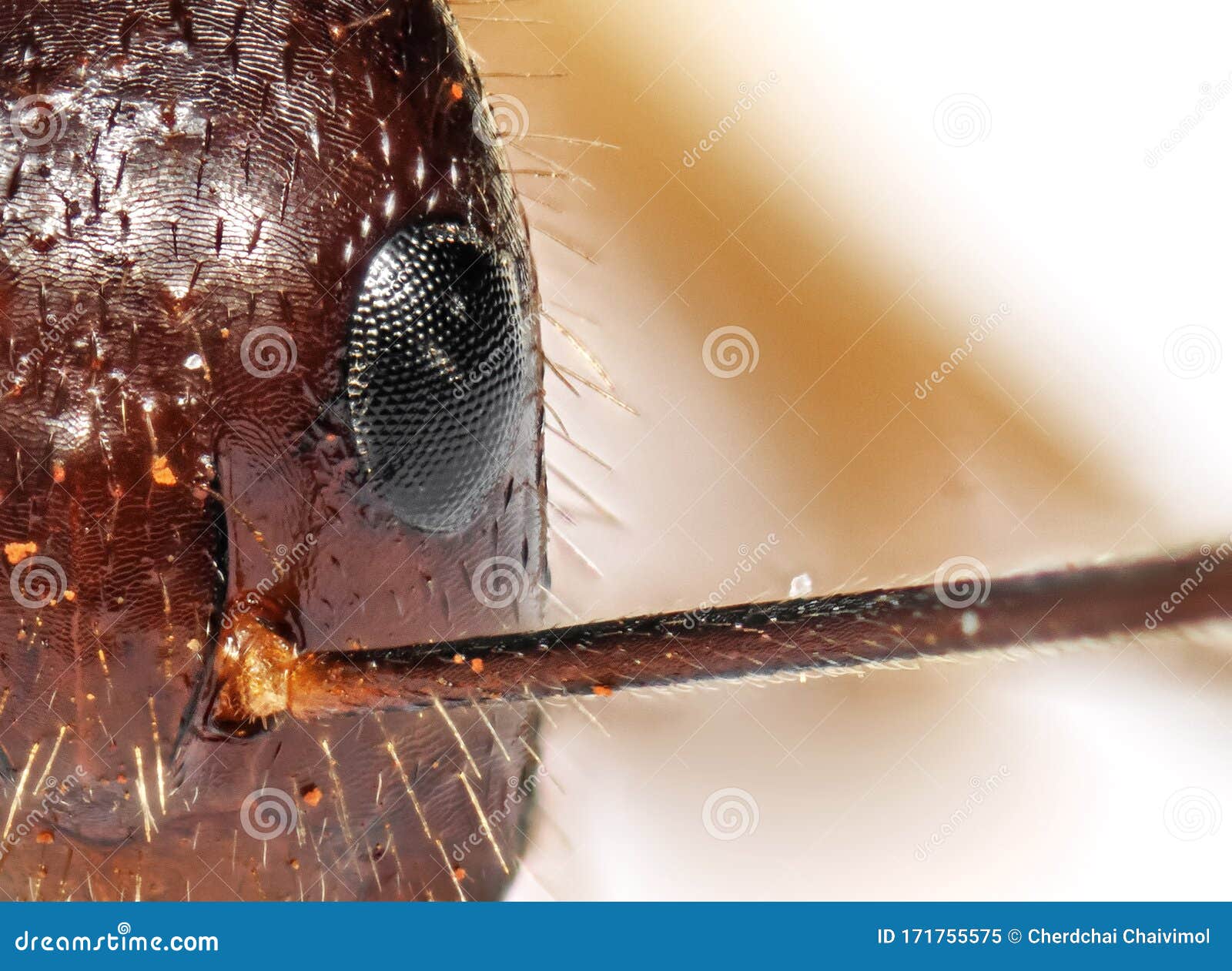 Macro Photo of Face of Tiny Ant Isolated on Background Stock Image ...