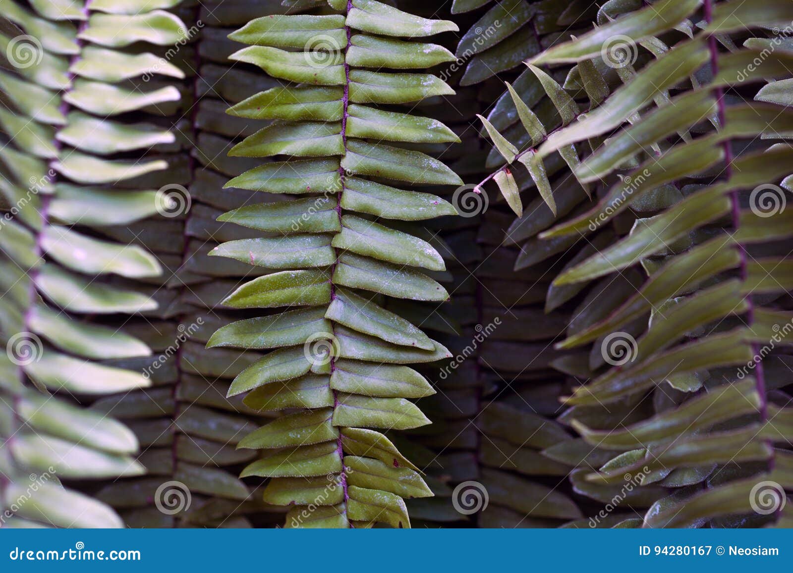 Macro photo of fern stock image. Image of grow, flora - 94280167