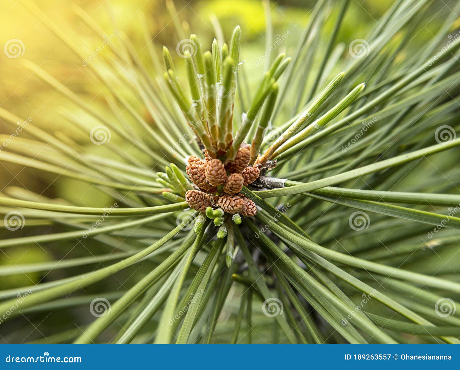 Macro Photo of Fir Tree Cone with Sunlight Stock Image - Image of green ...