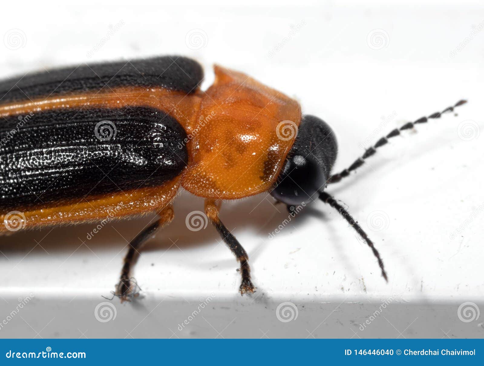 Macro Photo of Firefly on White Floor Stock Photo - Image of head ...
