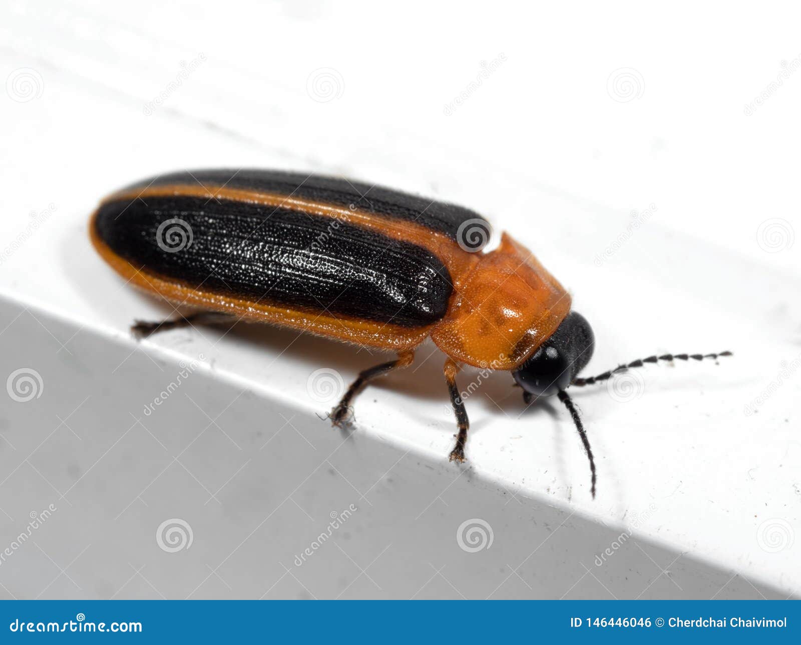 Macro Photo of Firefly on White Floor Stock Photo - Image of antenna ...