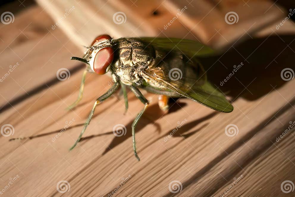 Macro Photo of Flies on the Dining Table Stock Image - Image of ...