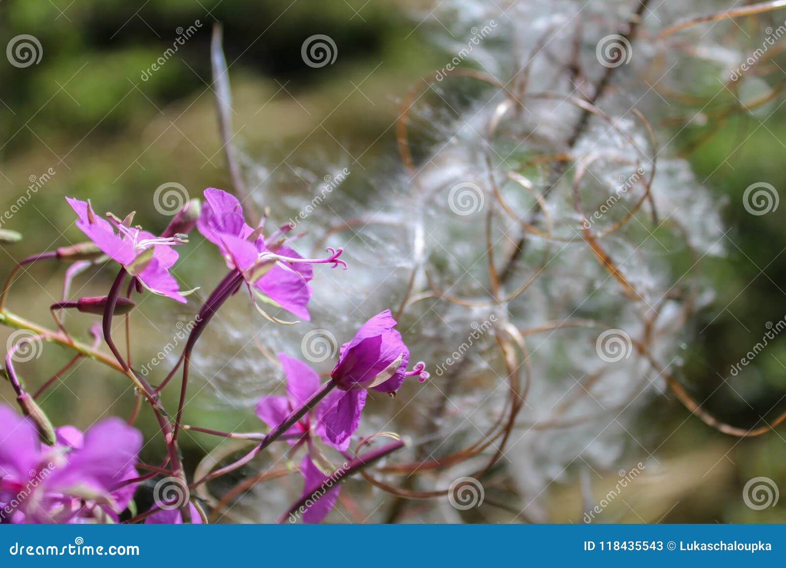 Macro Photo of Flower Fluff with Petal in Front Stock Image - Image of ...