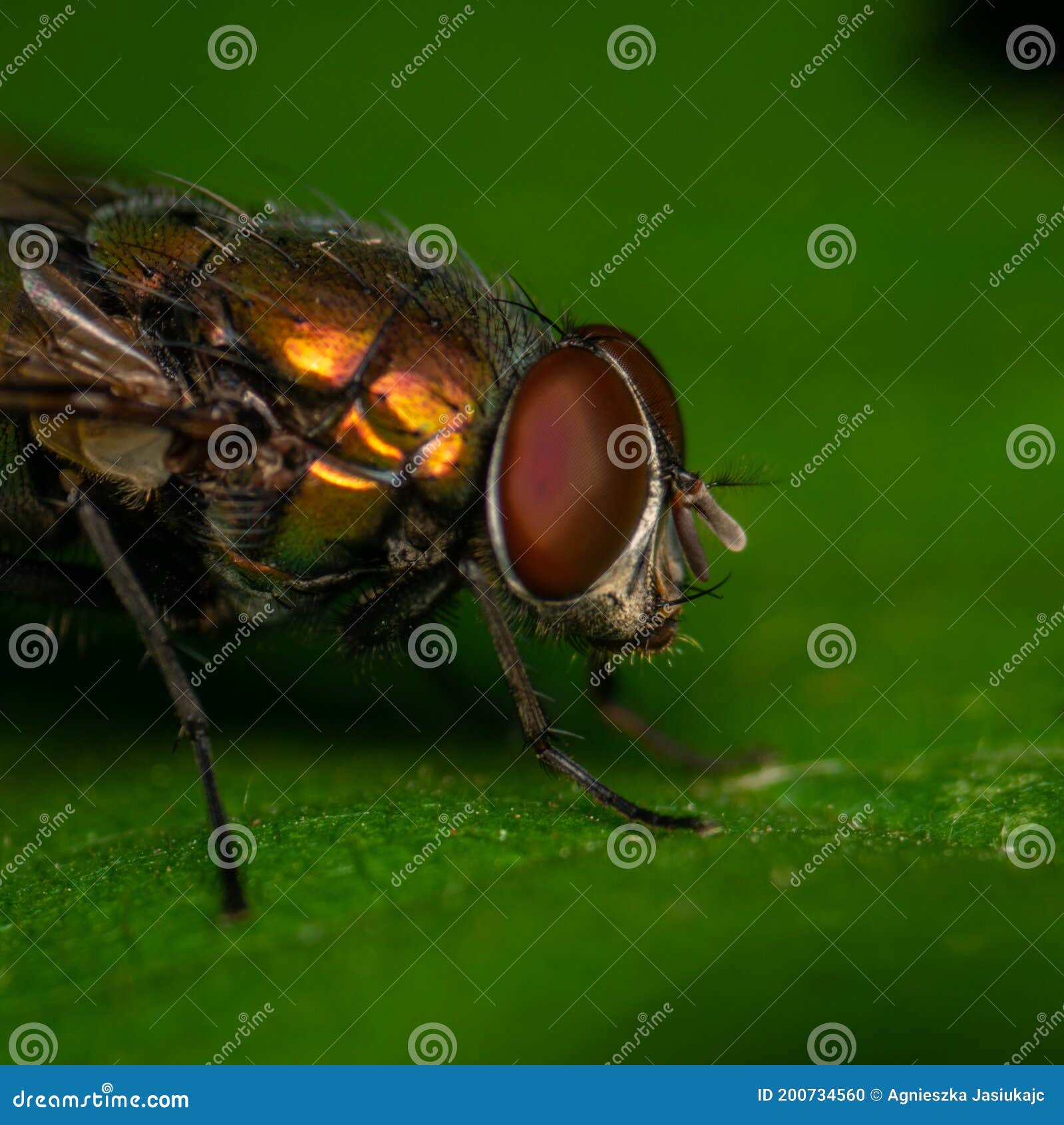 Macro photo of fly stock photo. Image of grey, macro - 200734560