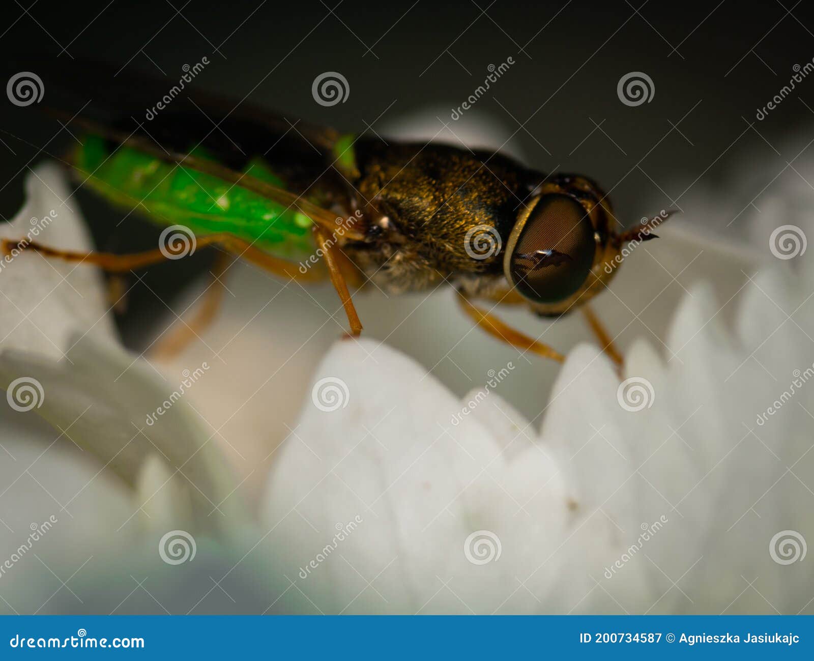 Macro photo of fly stock image. Image of field, grey - 200734587