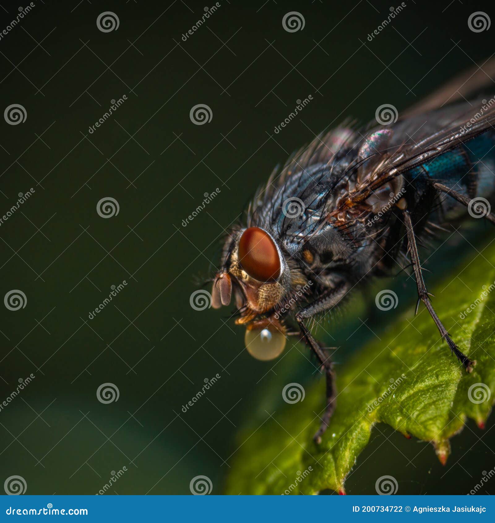 Macro photo of fly stock photo. Image of head, closeup - 200734722