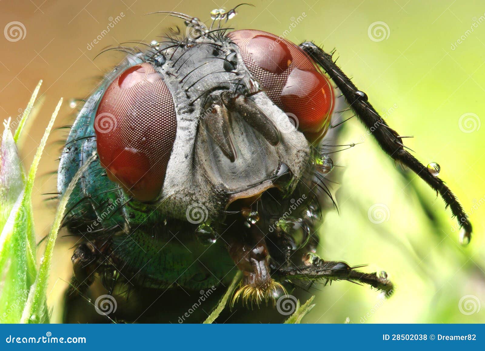 Macro photo a fly stock photo. Image of critter, insecticide - 28502038
