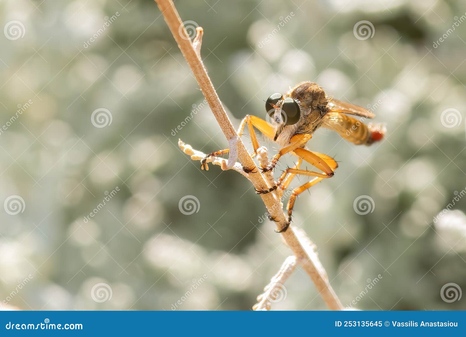 Macro Photo of a Fly Bug. Parasite Animal on a Plant Stock Image ...