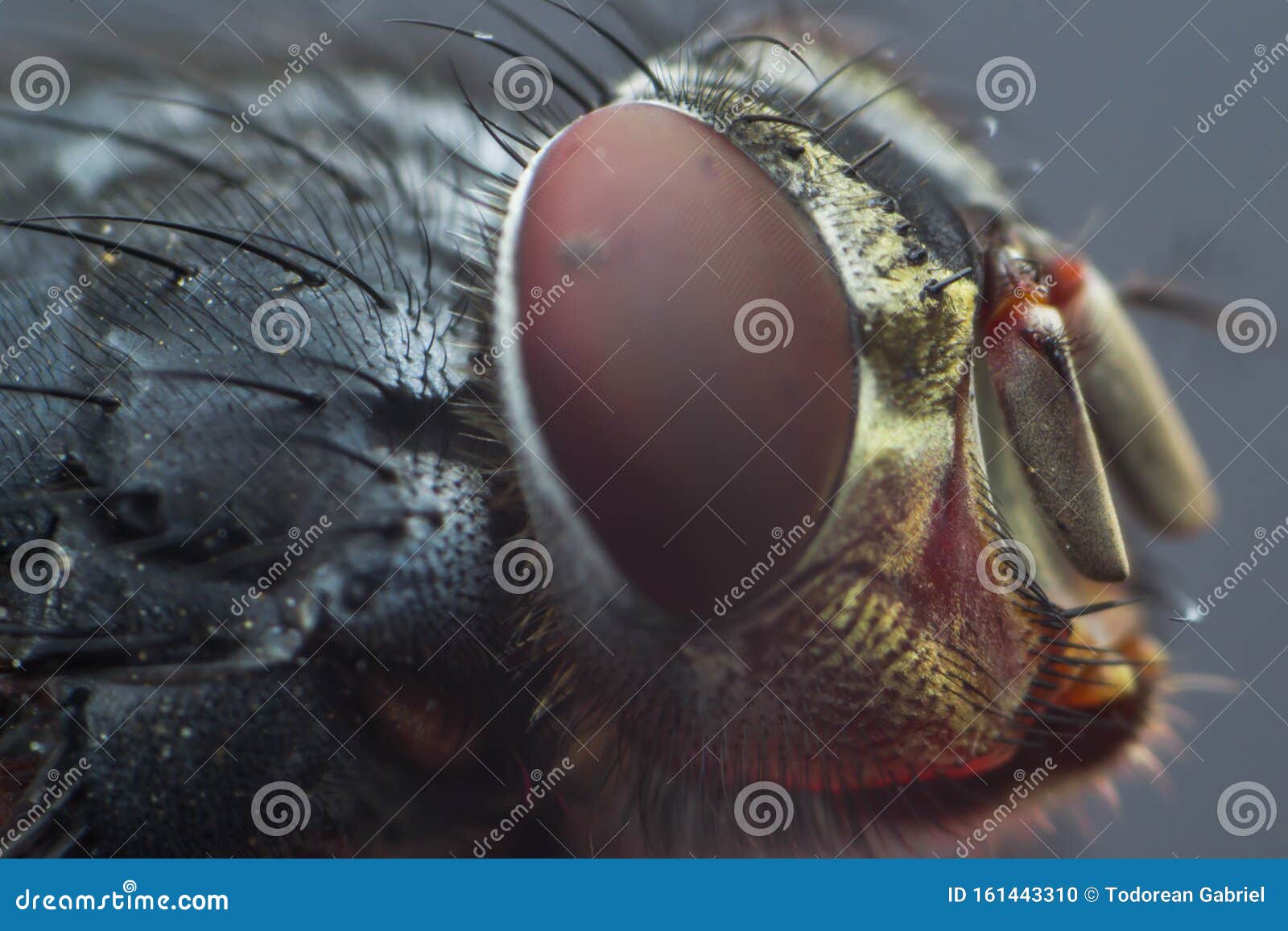 Macro photo of a fly stock photo. Image of eyes, macro - 161443310