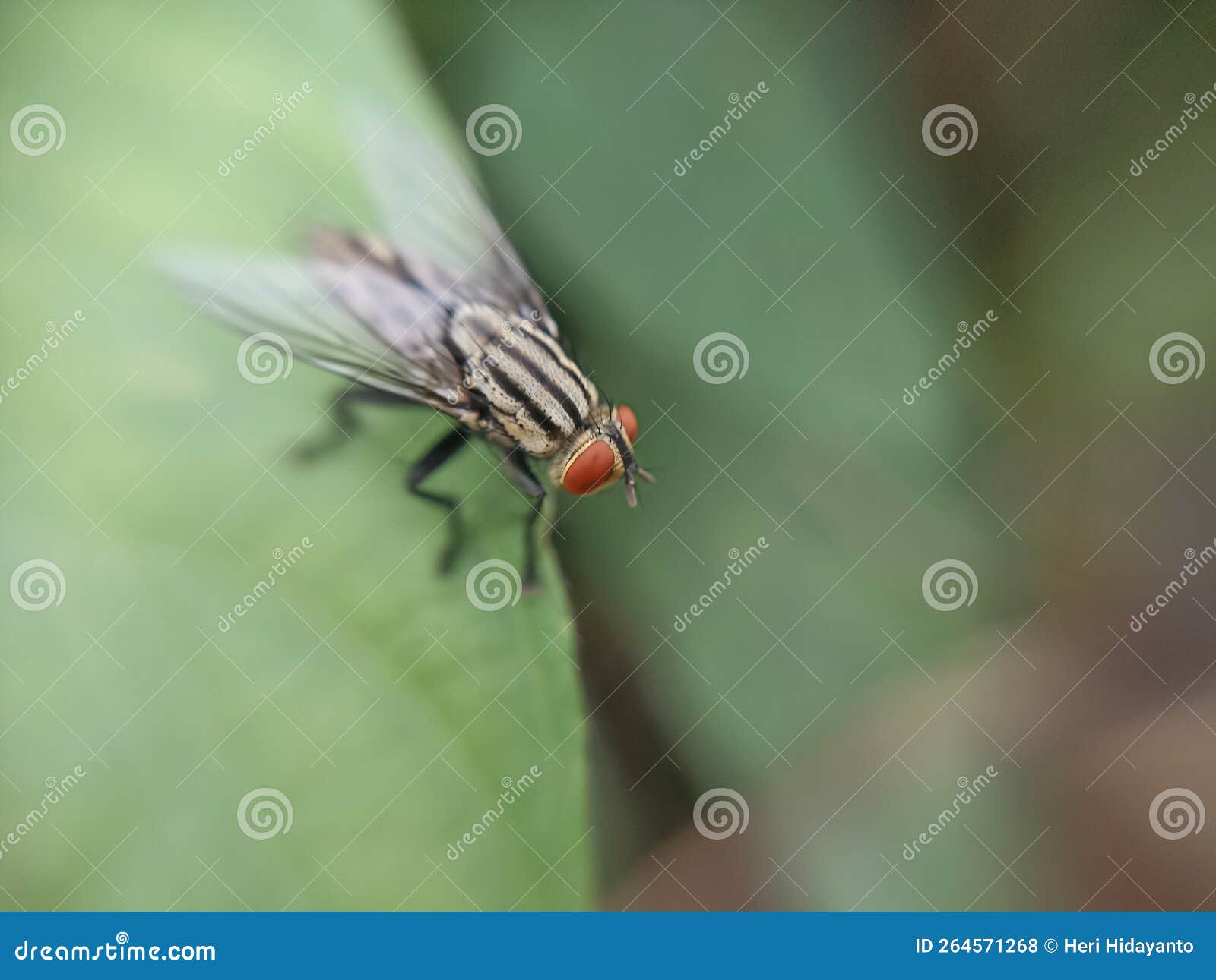 Macro Photo of a Fly on the Green Leaves Stock Photo - Image of macro ...