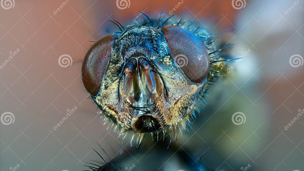 Macro photo fly head stock photo. Image of closeup, microscope - 187160138
