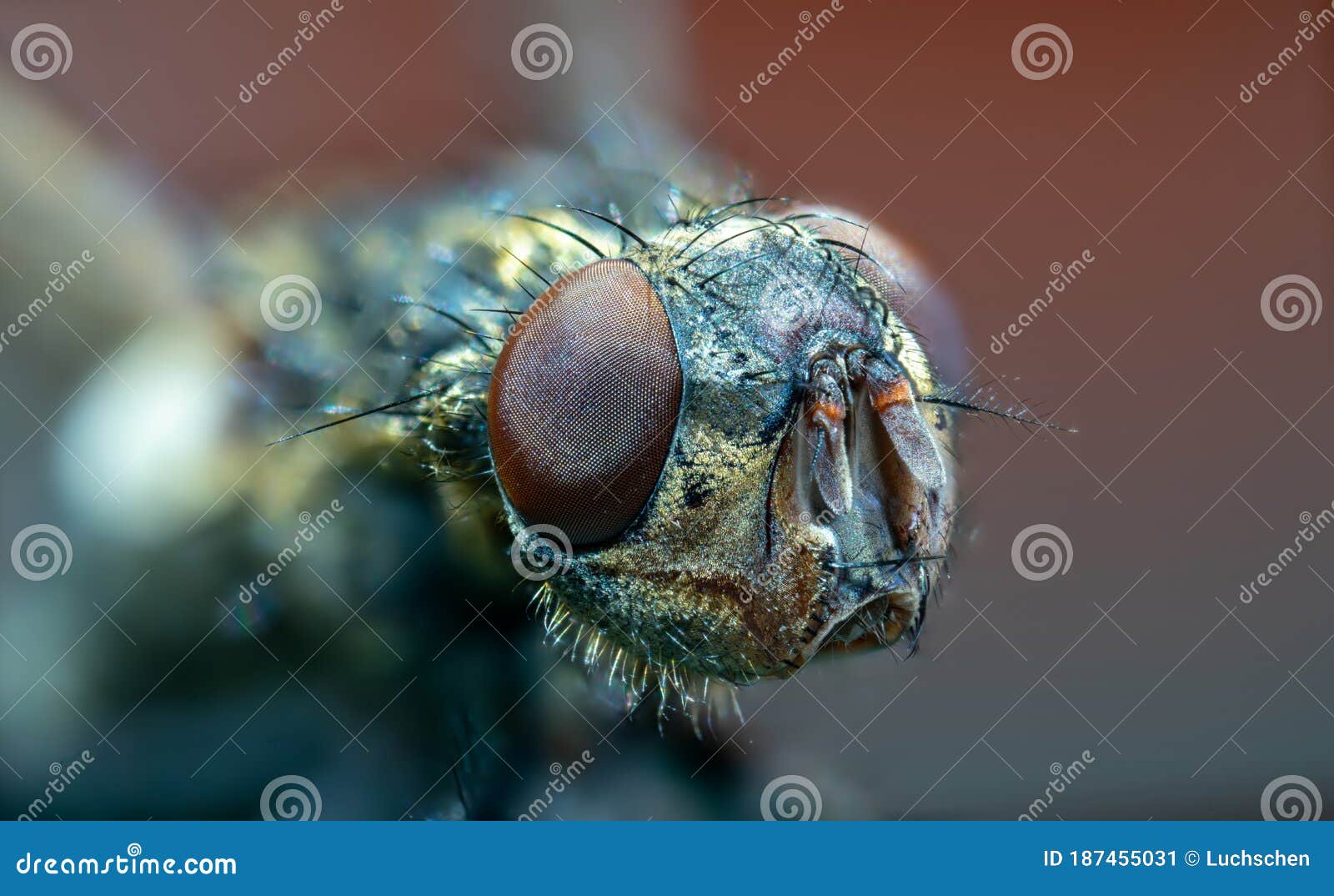 Macro photo fly head stock image. Image of sharp, macro - 187455031