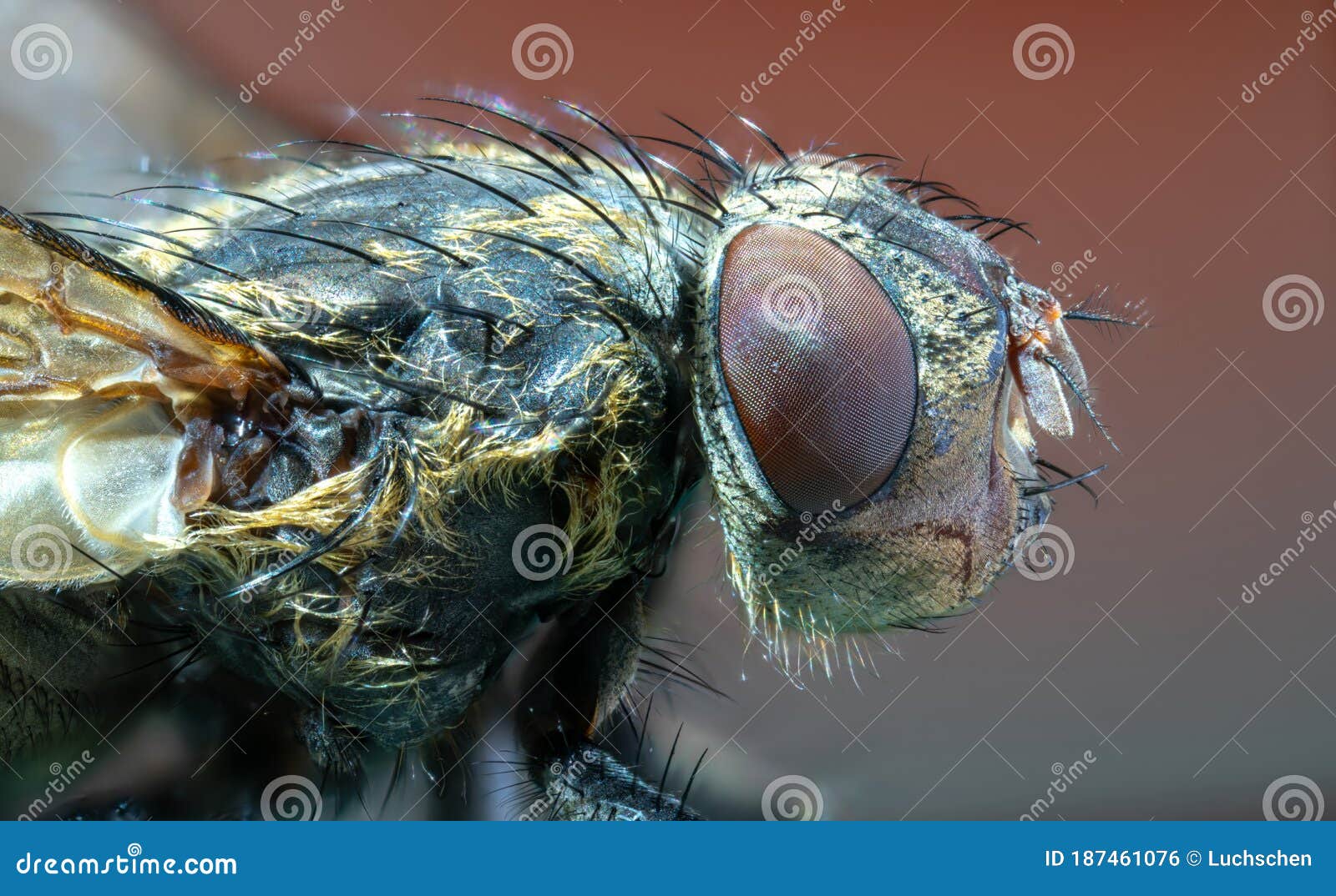Macro photo fly head stock photo. Image of study, insect - 187461076