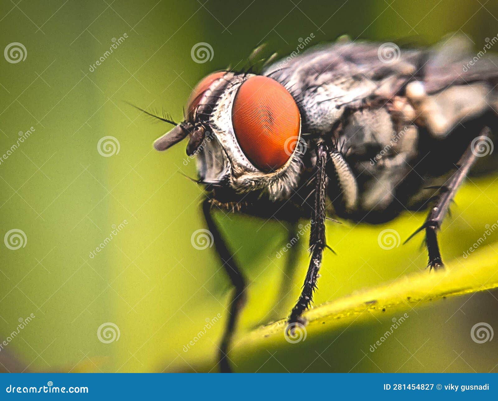 Macro Photo of Fly Head Close Up Stock Image - Image of face, anatomy ...