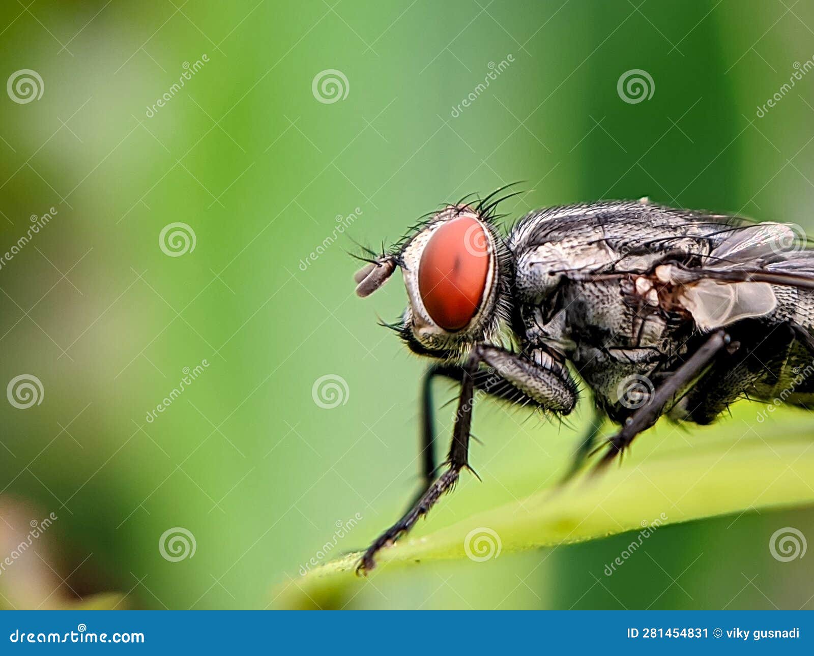 Macro Photo of Fly Head Close Up Stock Image - Image of close, creature ...