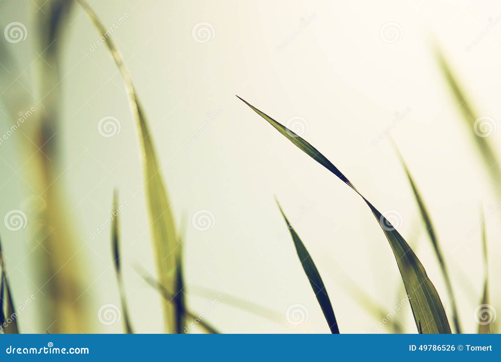 Macro Photo of Fresh Grass. Retro Filtered Image Stock Photo - Image of ...