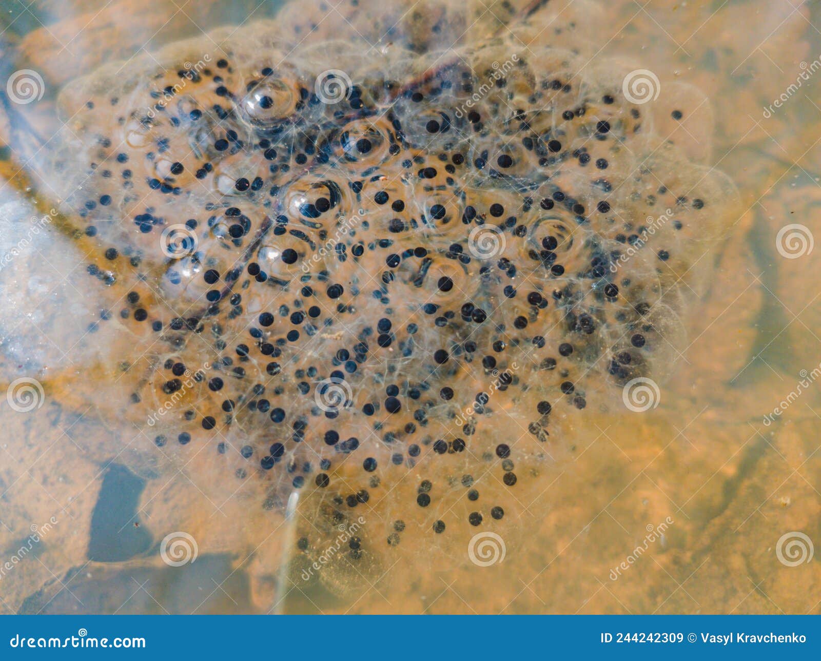 Macro Photo of Frogs Eggs Frogspawn in a Forest Puddle Stock Image ...