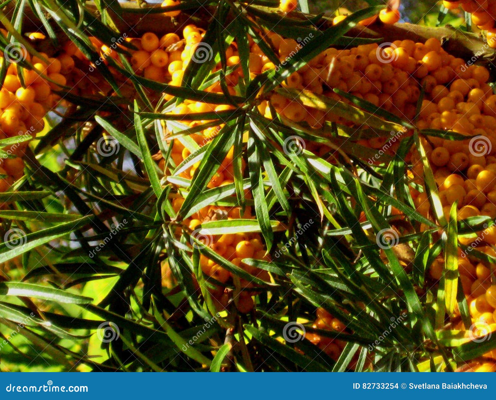 Macro Photo of a Fruit Tree of the Buckthorn Branches Profusely Covered ...