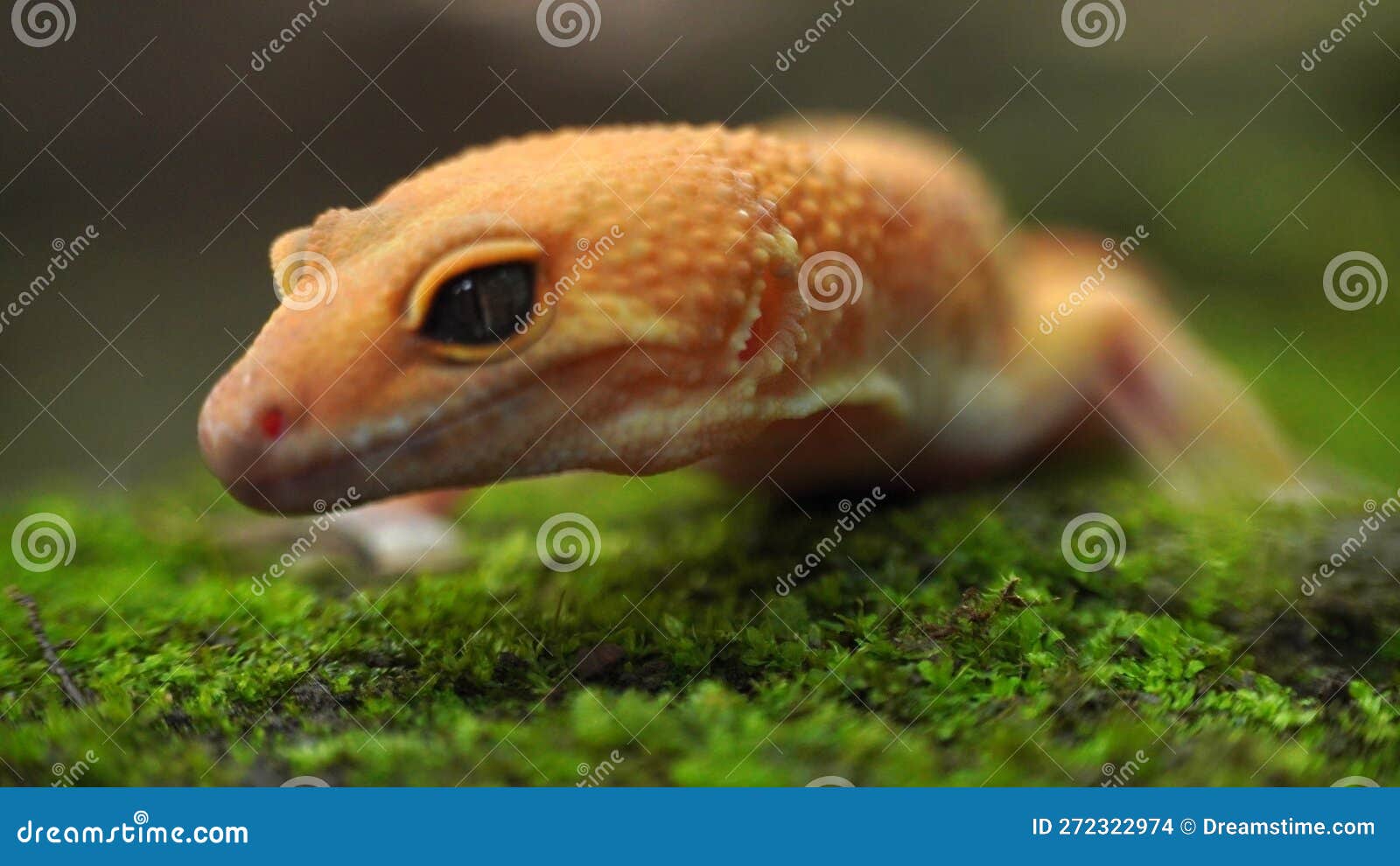 Macro photo of gecko stock photo. Image of fauna, lizard - 272322974