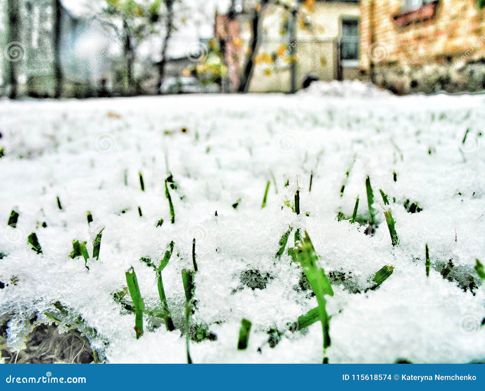 Grass Under the First Snow of the Season Stock Photo - Image of grass ...