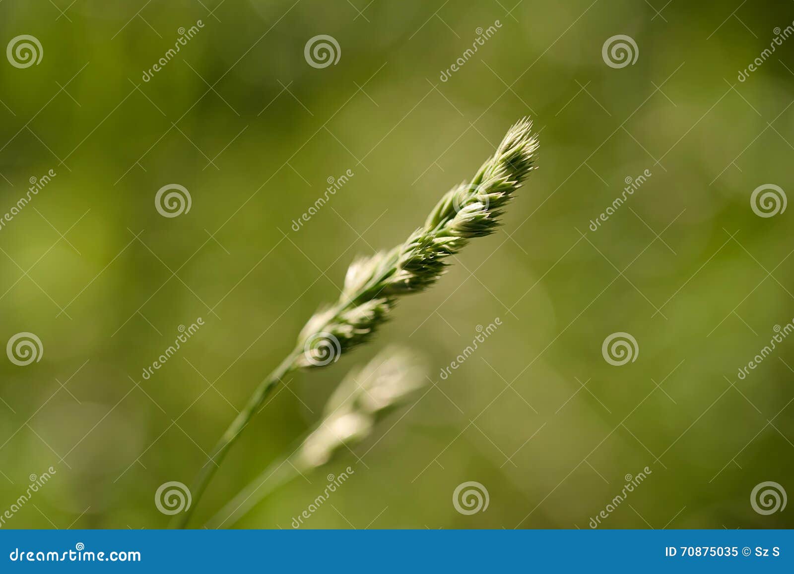 Macro Photo of Grass Weed on the Green Stock Image - Image of ...