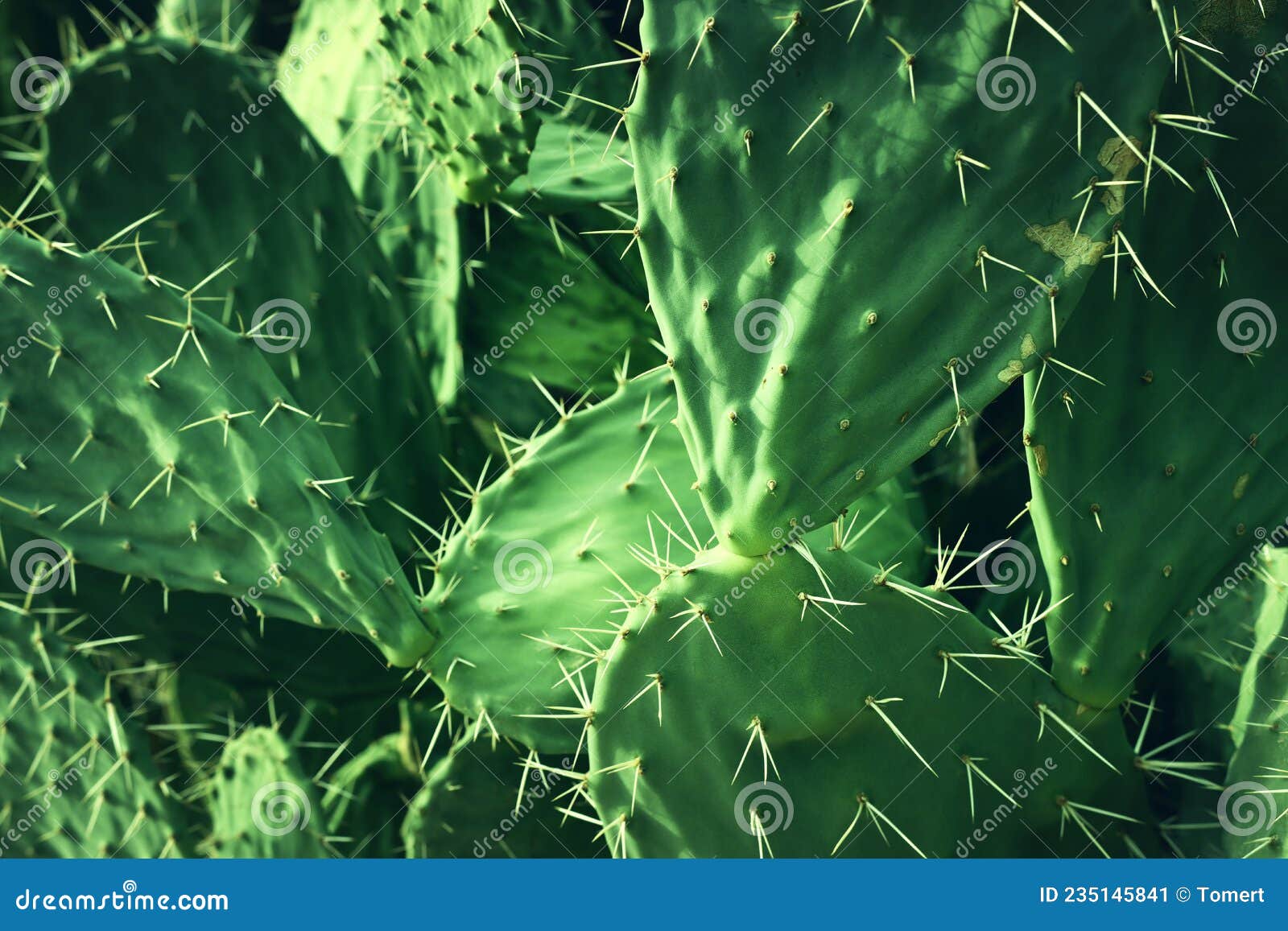 Macro Photo of Green Cactus Texture Background Stock Image - Image of ...