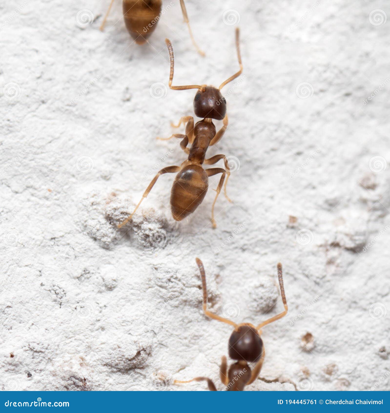 Tiny Ants Having A Feast On A Dead Molly Fish. Royalty-Free Stock ...