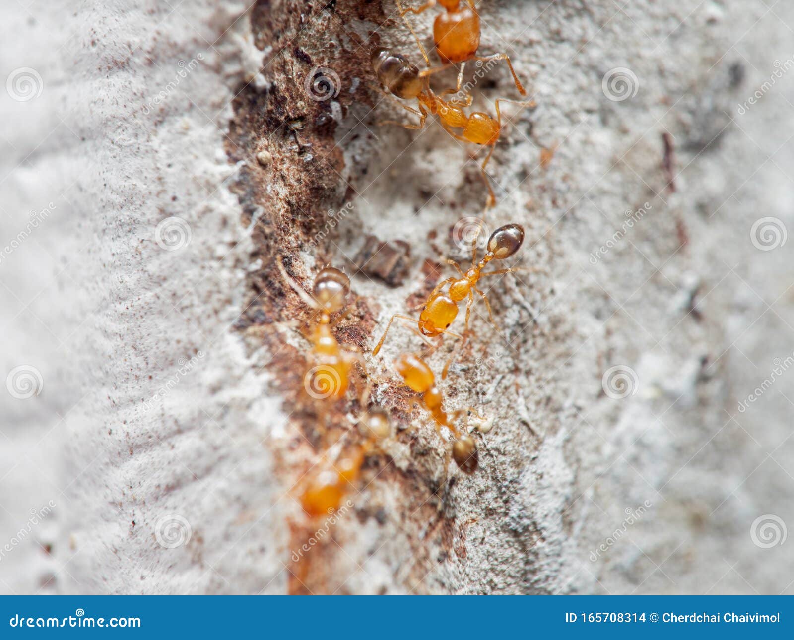 Macro Photo of Group of Tiny Ants Running on a Wall Stock Photo - Image ...