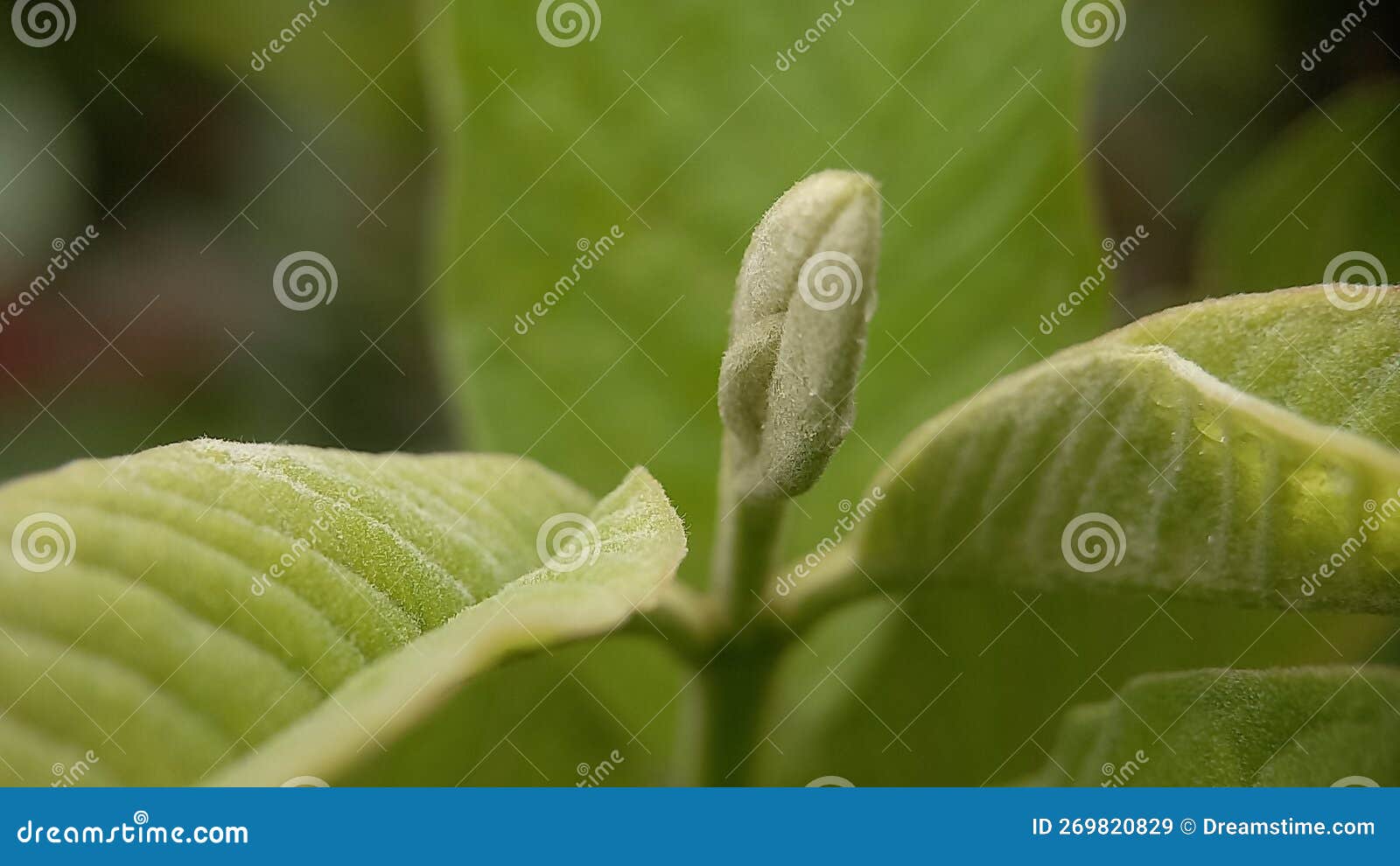 Macro Photo of Guava Leaves Stock Image - Image of nature, shrub: 269820829