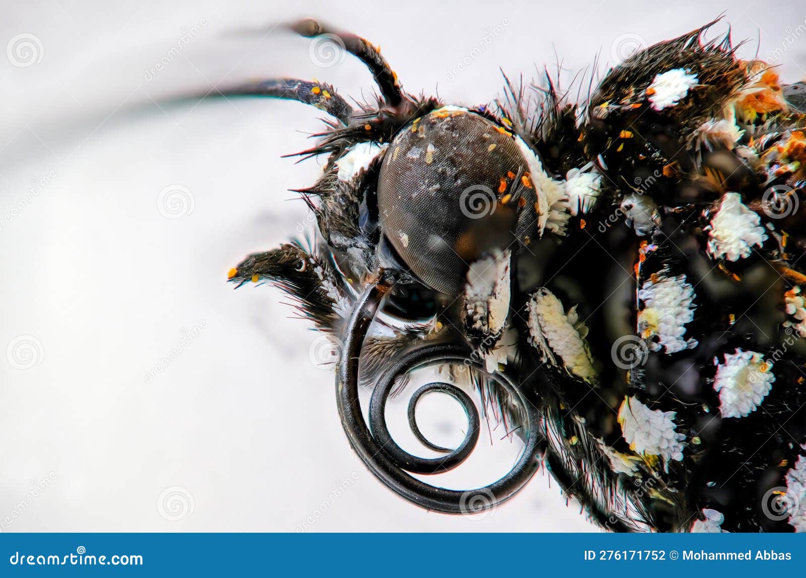 Macro Photo of the Head of a Butterfly Stock Photo - Image of green ...