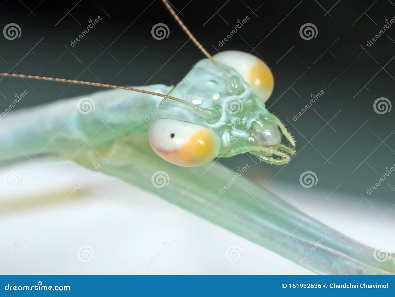 Macro Photo of Head of Praying Mantis on Background Stock Photo - Image ...