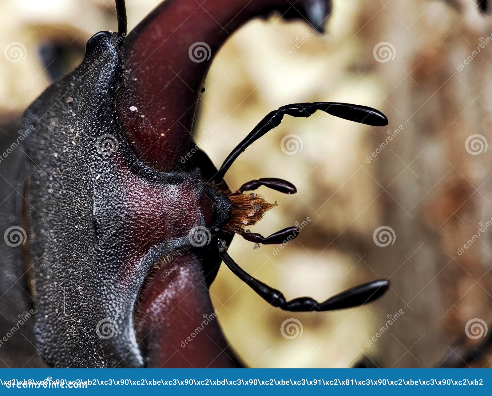 Macro Photo of the Head of a Stag Beetle Stock Photo - Image of insect ...