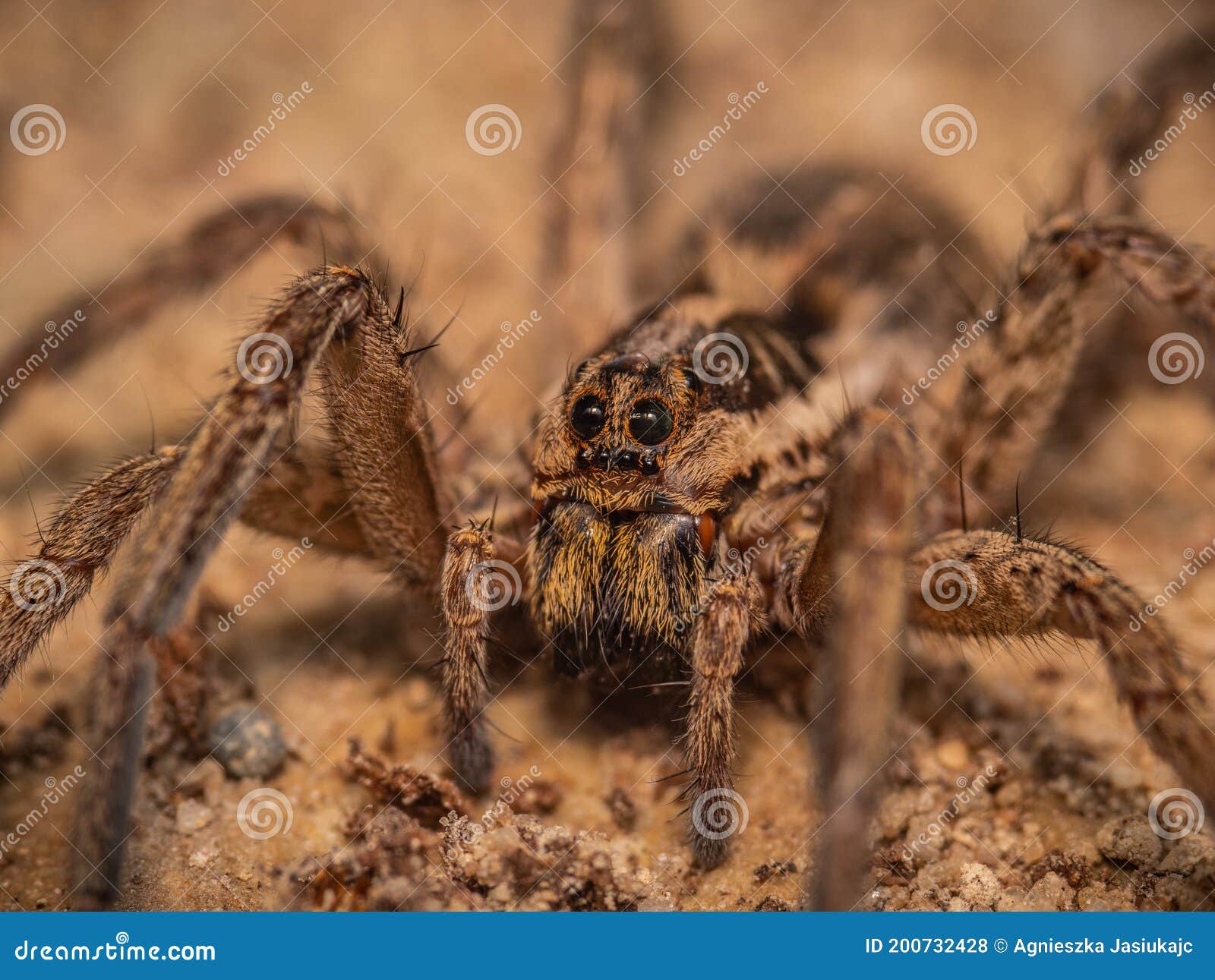 Macro Photo of Hogna Radiata Stock Photo - Image of fangs, field: 200732428