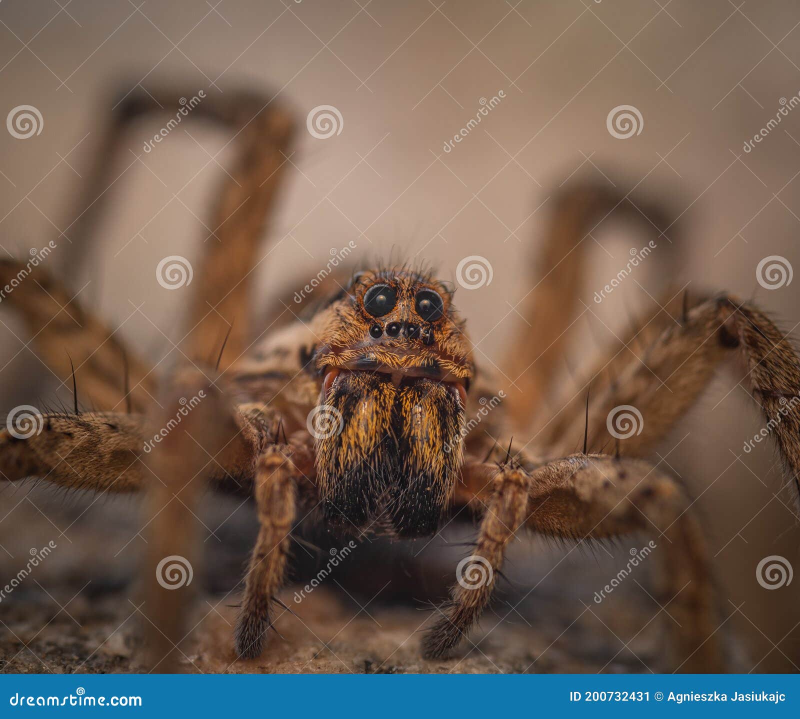 Hogna Radiata, Wolf Spider, Lycosidae Family Close Up Royalty-Free ...