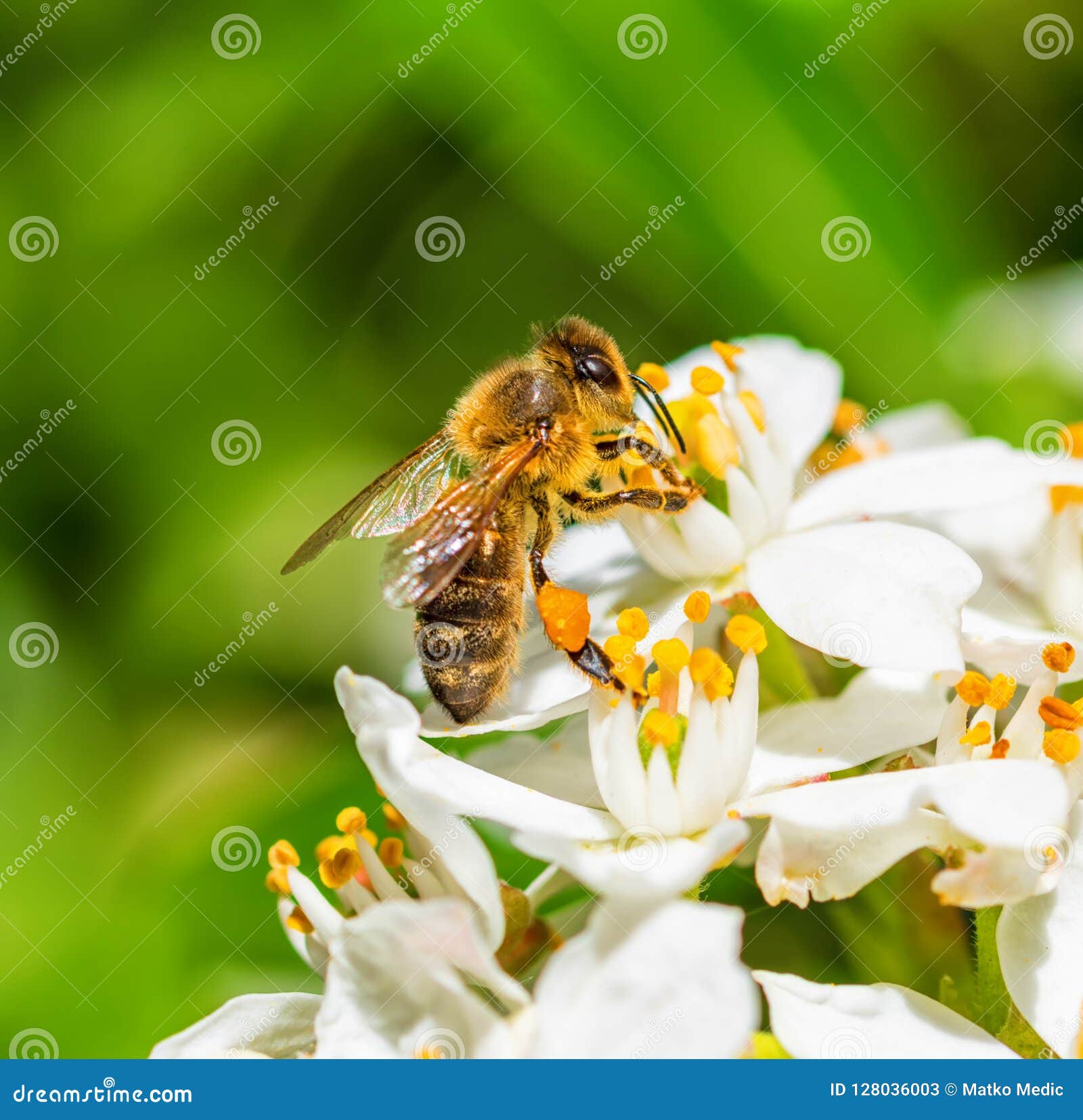 Honey Bee is Collecting Pollen from White Flower Stock Image - Image of ... Honey Bee is Collecting Pollen from White Flower Stock Image - Image of ...