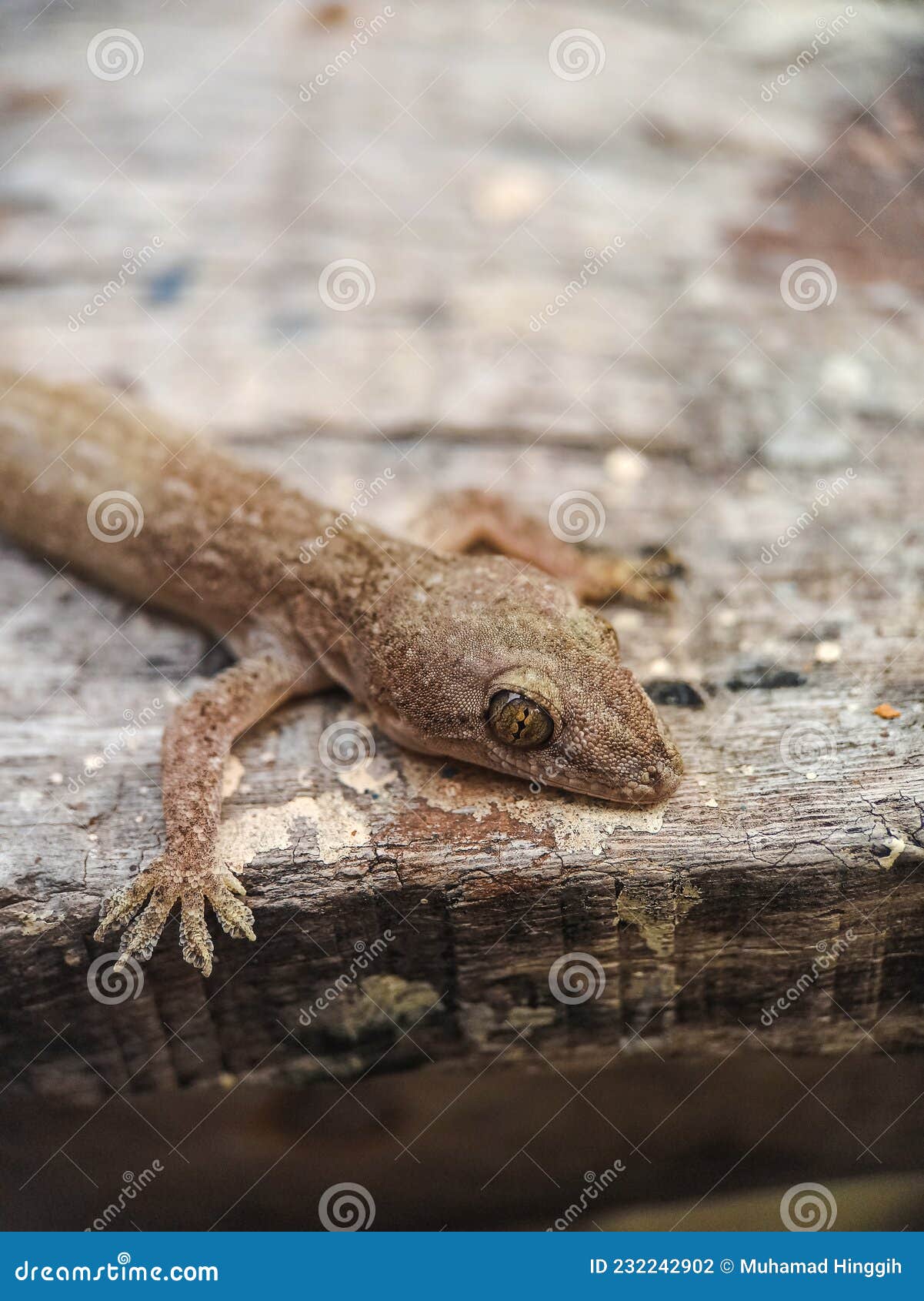 Macro Photo of House Lizard Stock Photo - Image of amphibian, turtle ...
