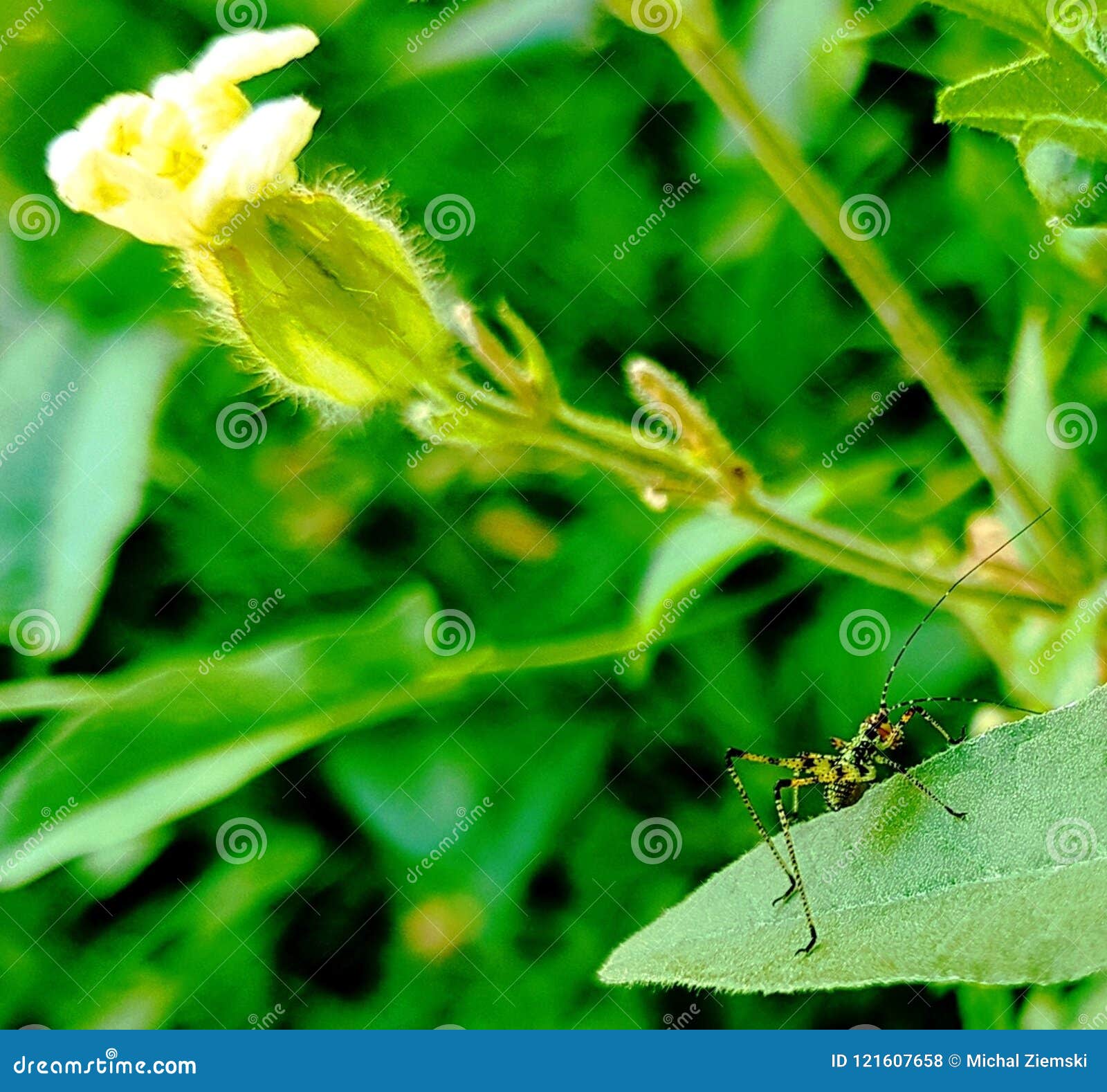 Tiny Bug on a Stalk of Grass Stock Photo - Image of floral, botany ...