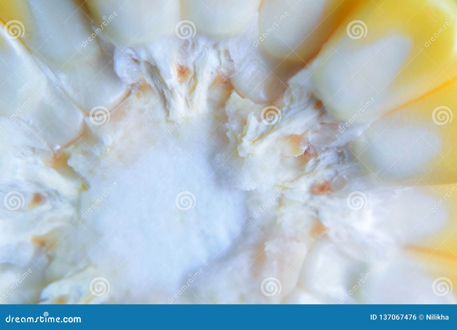 Corn inside stock photo. Image of kernels, corncob, agriculture - 137067476