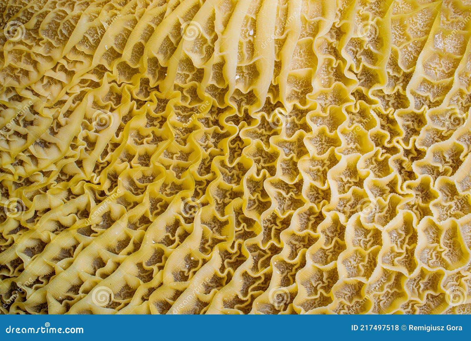 Macro Photo of the Inside of a Cow Stomach, Tripe, Texture Wallpaper ...